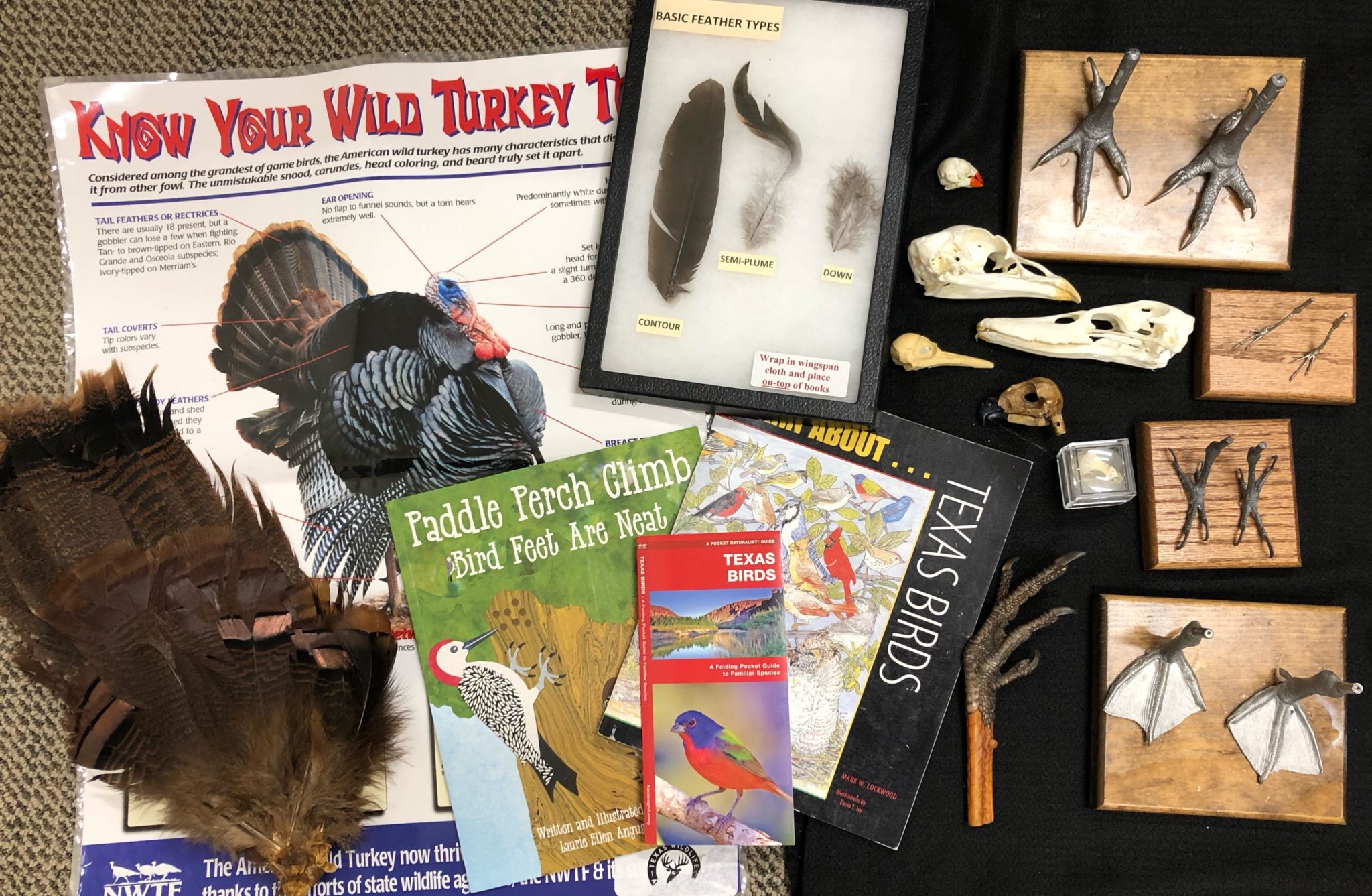 Bird Adaptations – Houston Environmental Resources for Educators