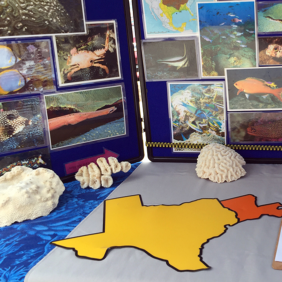 Coral Reefs of Texas and Louisiana – Houston Environmental Resources ...